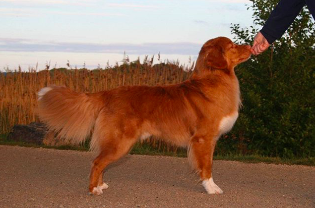 Sir George del Vecchio Mulino - Nova Scotia Duck Tolling Retrievers